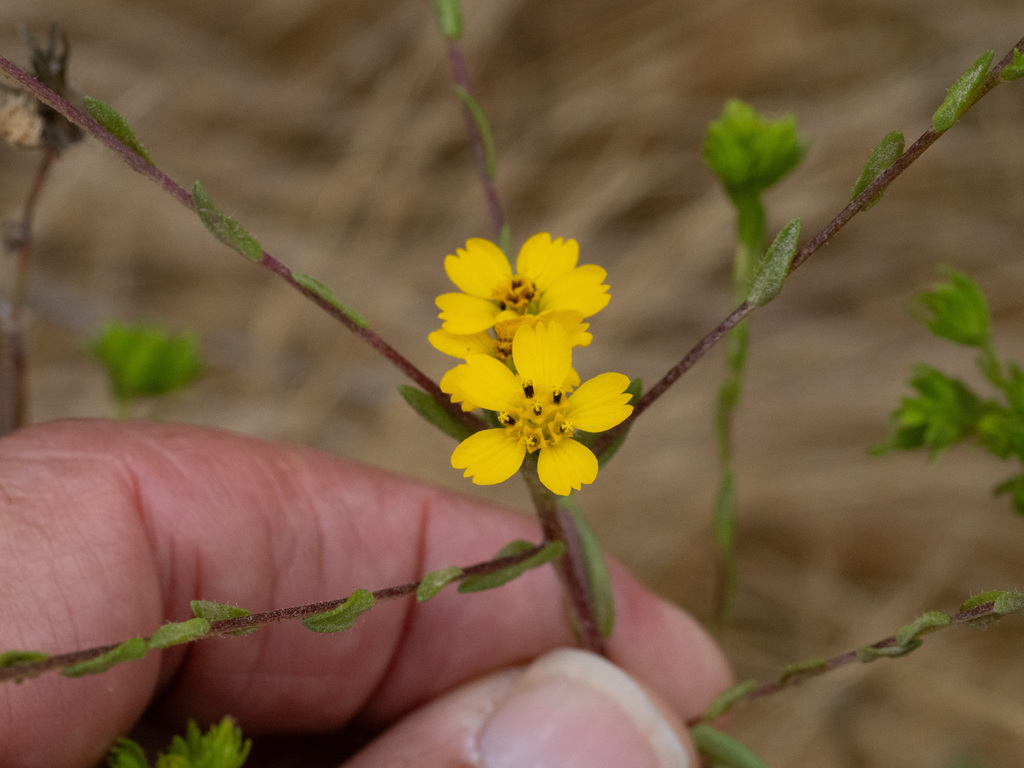 Clustered Tarweed from Rancho Bernardo, San Diego, CA, USA on June 12 ...