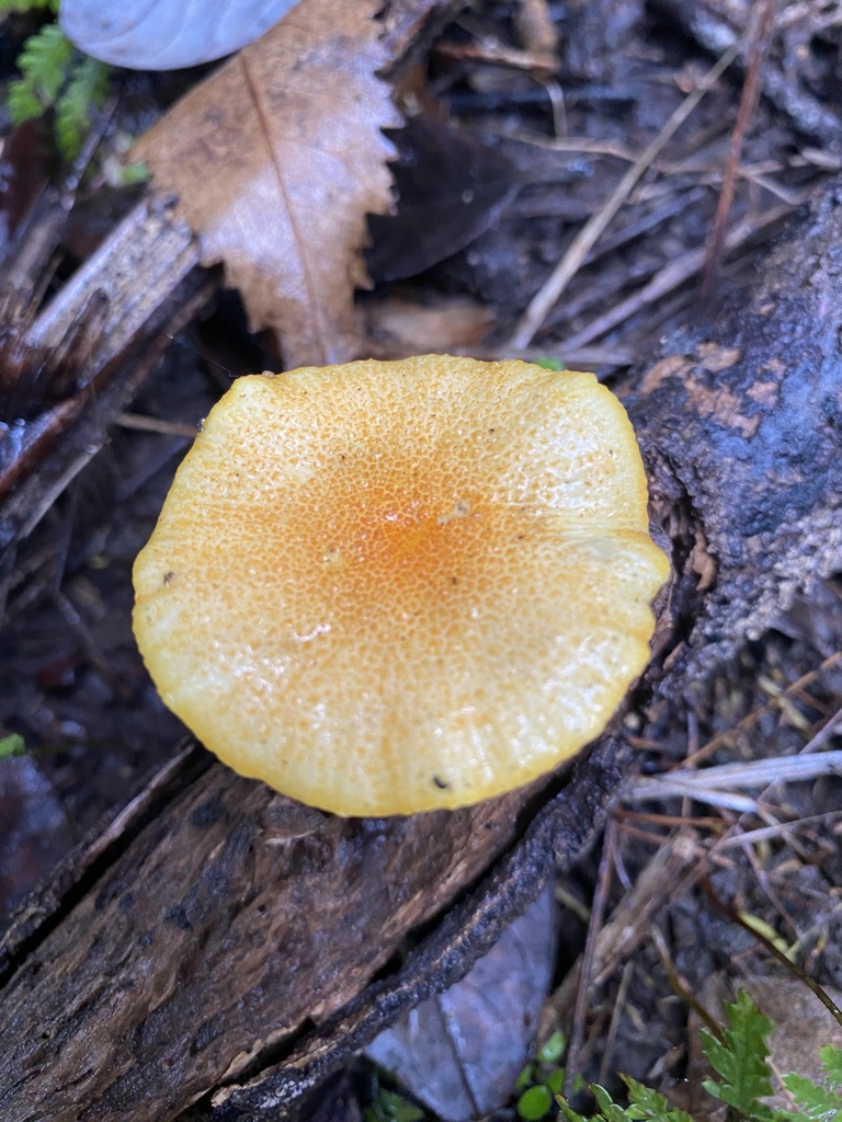 Golden-scruffy Collybia from North Island / Te Ika-a-Māui, Te Kao ...