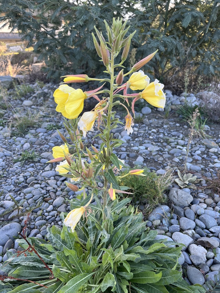 Large-flowered Evening-primrose from South Island / Te Waipounamu ...