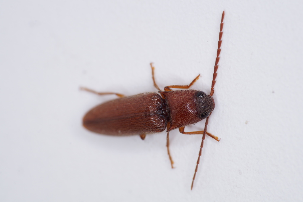 Dipropus tequesta in May 2024 by Lucas Garriga · iNaturalist