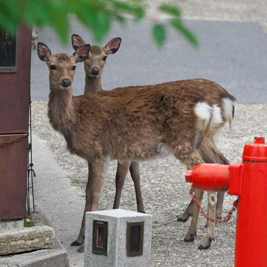 Honshū Sika Deer from Miyajima, Hatsukaichi, Hiroshima, Japan on June 6 ...