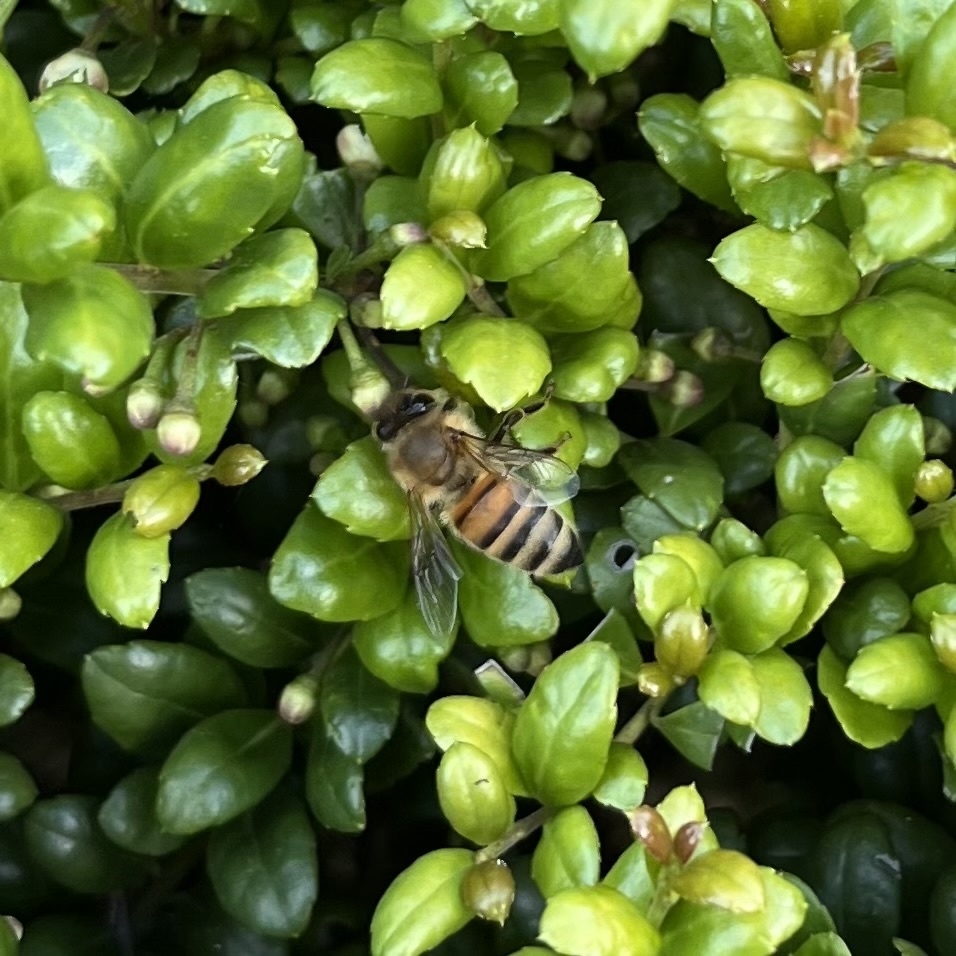 Western Honey Bee from Sand Point Way NE, Seattle, WA, US on June 12 ...