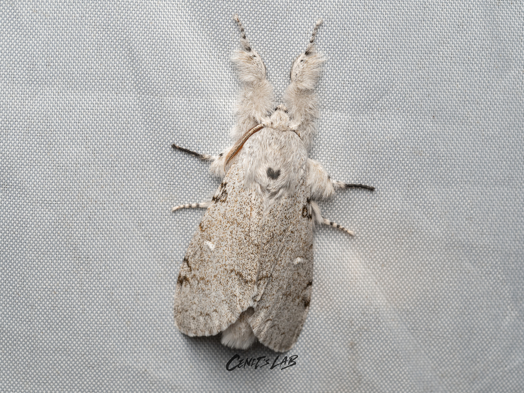 Calliteara lunulata from 대한민국 강원도 홍천군 영귀미면 on June 8, 2024 at 11:53 PM ...