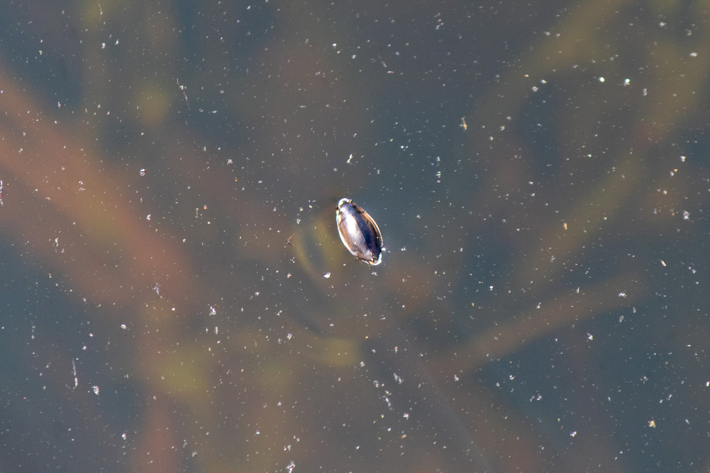 Dineutus from Brighton, ON, Canada on May 29, 2022 at 04:30 PM by Terry ...