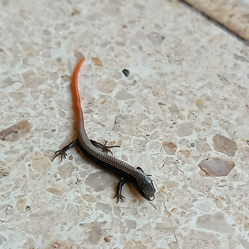 Golden Spectacled Tegu from WHPP+M7M, La Villa de los Santos, Los ...