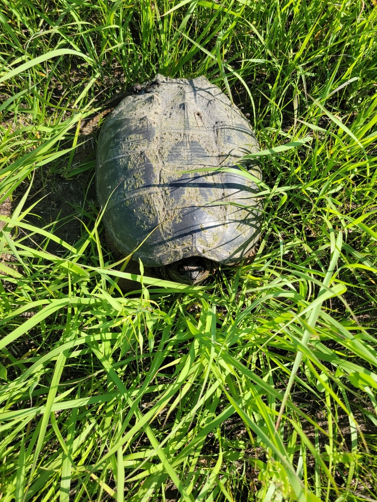 Common Snapping Turtle from Lakeside Township, MN, USA on June 12, 2024 ...