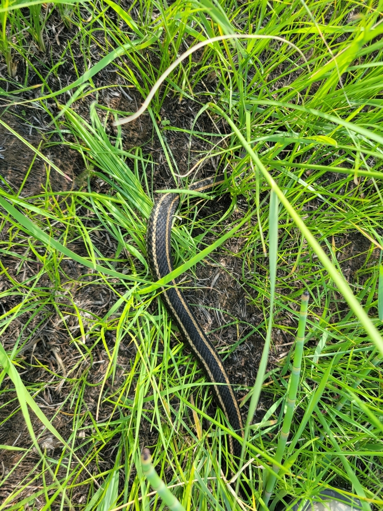 Plains Garter Snake from Lakeside Township, MN, USA on June 12, 2024 at ...