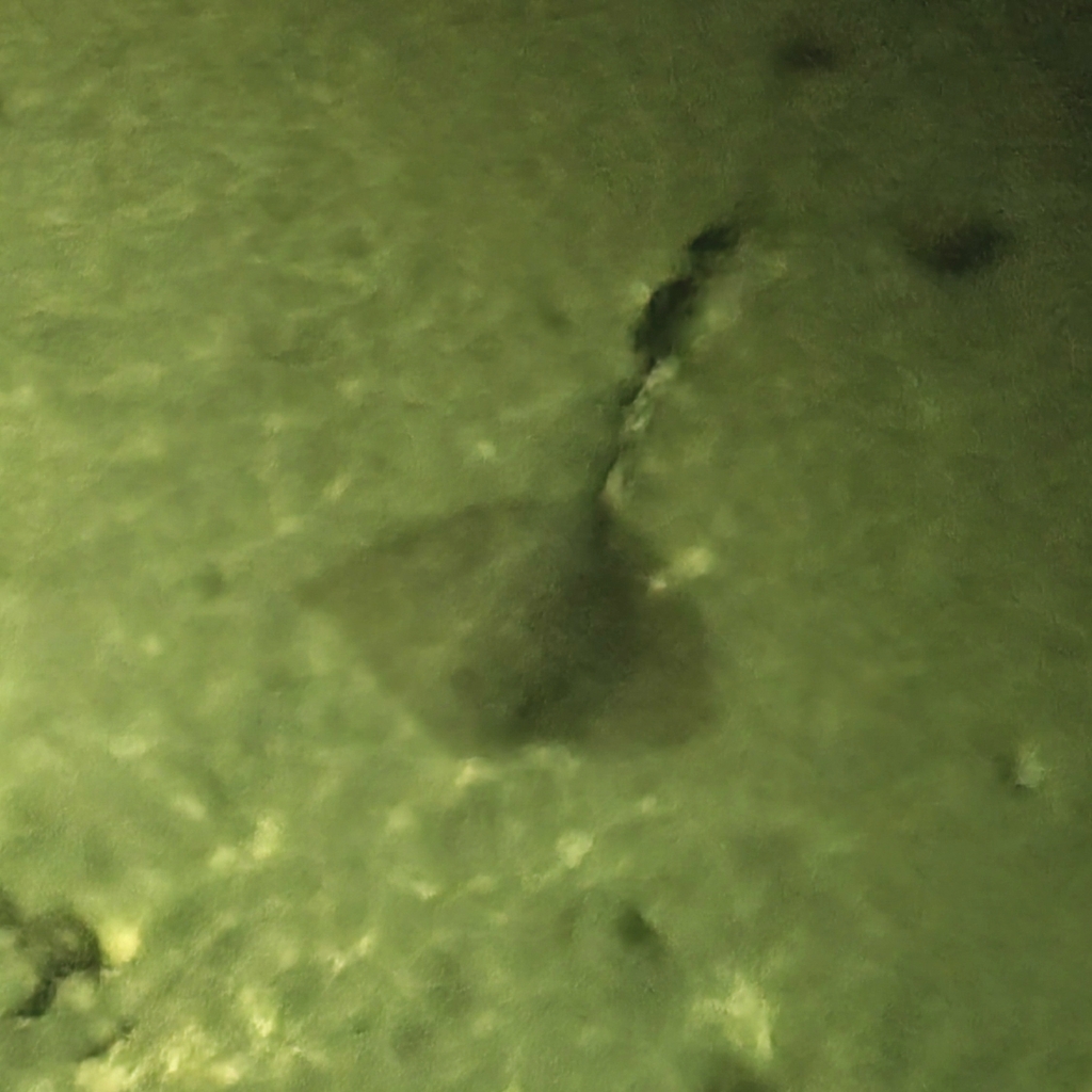 Broad Cowtail Stingray from Amity QLD 4183, Australia on June 9, 2024 ...