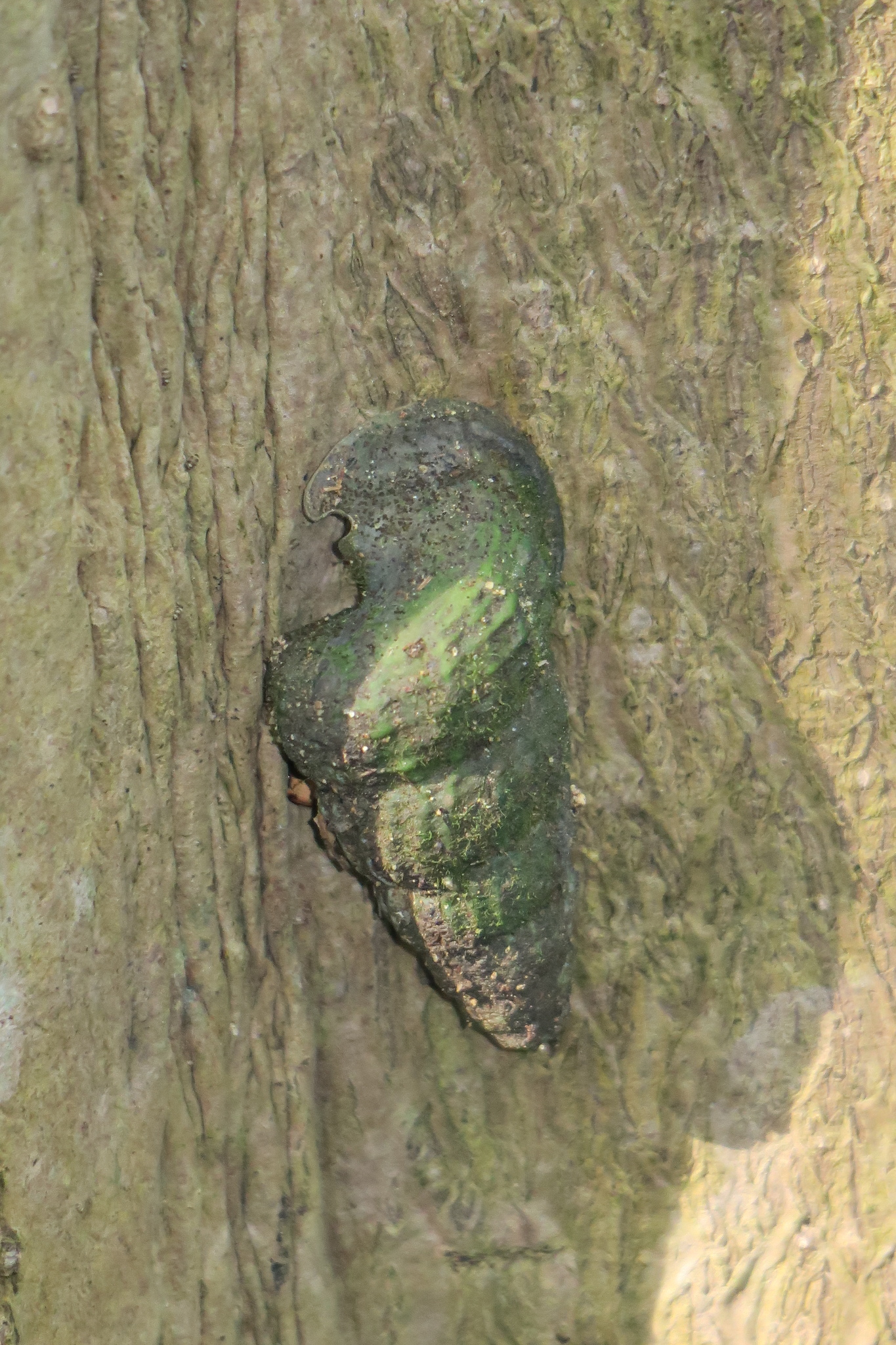 Cerithidea obtusa (Lamarck, 1822)