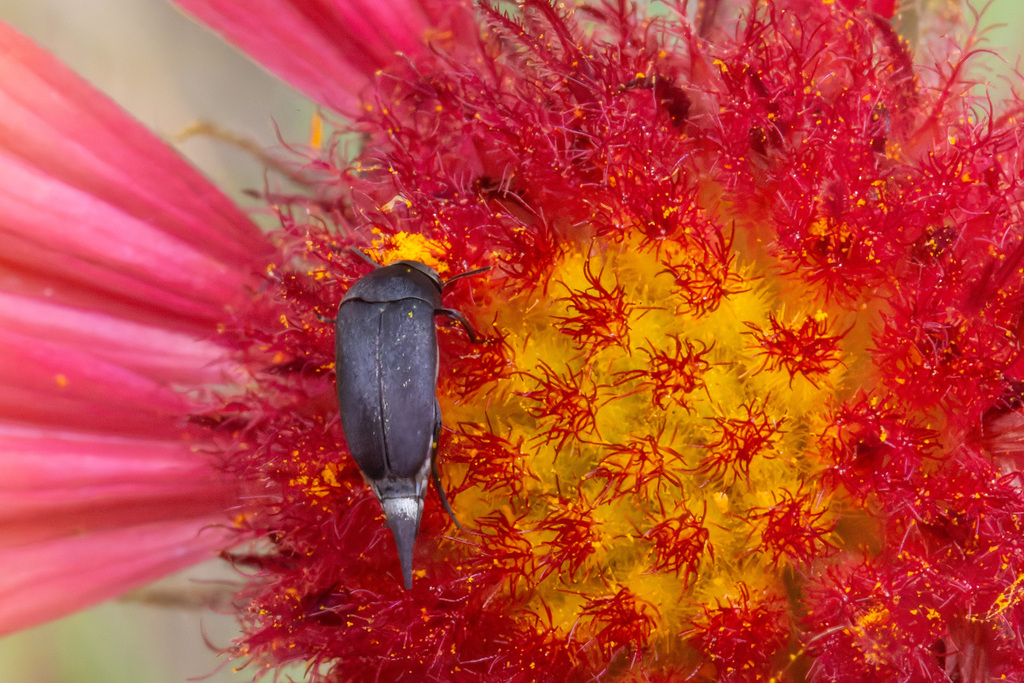 Tumbling Ragdoll from Northeast Carrollton, Carrollton, TX, USA on June ...