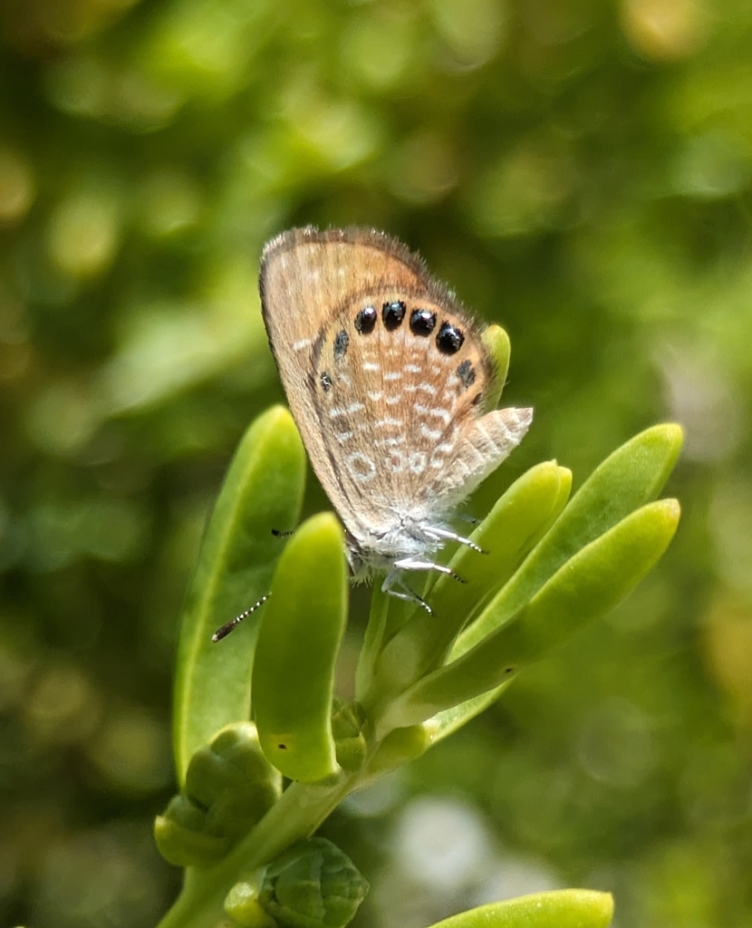 Eastern Pygmy-Blue from Comté de Monroe, Floride, États-Unis on June 8 ...