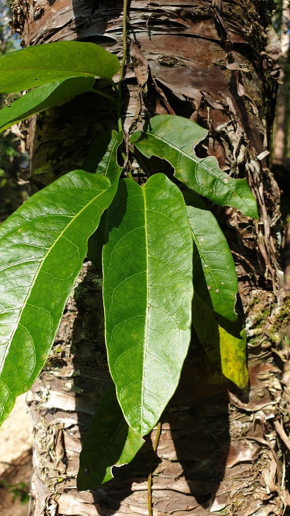 Common Silkpod in June 2024 by Peta · iNaturalist