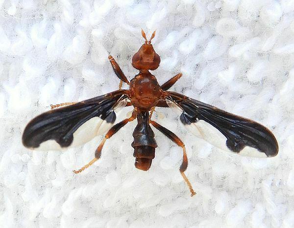 Waved Light Fly from Putnam County, FL, USA on June 4, 2024 at 08:50 PM ...