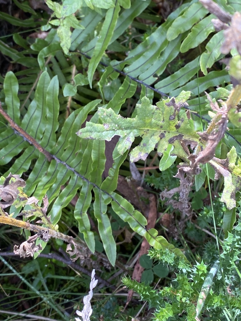Senecio distalilobatus from Namadgi National Park, Cotter River, ACT ...