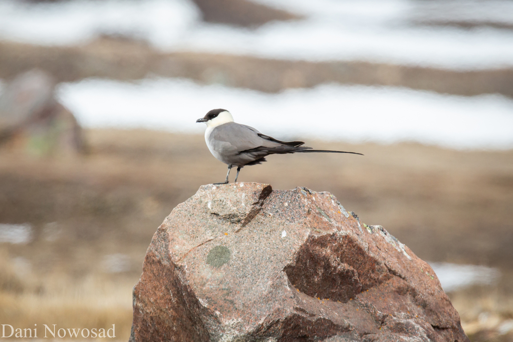 Long-tailed Jaeger from Cambridge Bay, NU, Canada on June 11, 2024 at ...