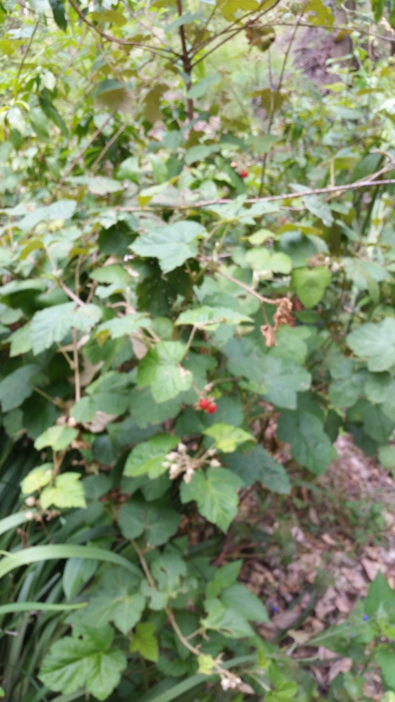 Molucca Bramble in January 2019 by DaveHiggins · iNaturalist