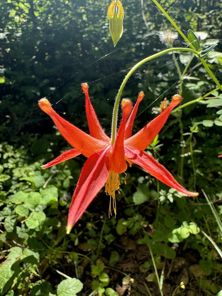 western columbine from Carmel, CA, US on June 11, 2024 at 04:06 PM by ...