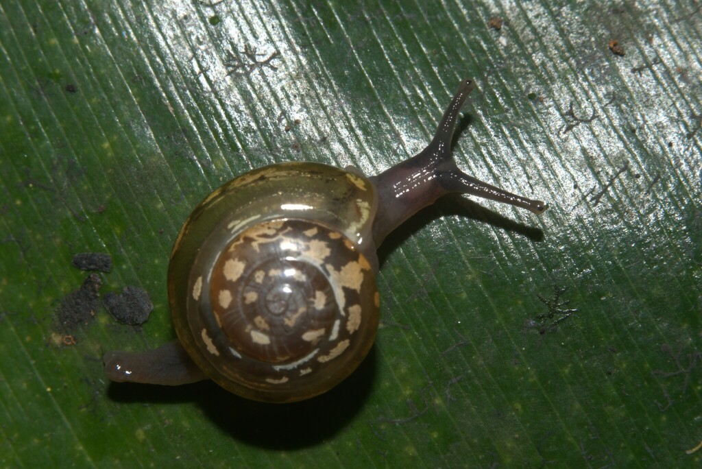 Philonesia chamissoi from Kauai County, HI, USA on May 29, 2024 at 09: ...