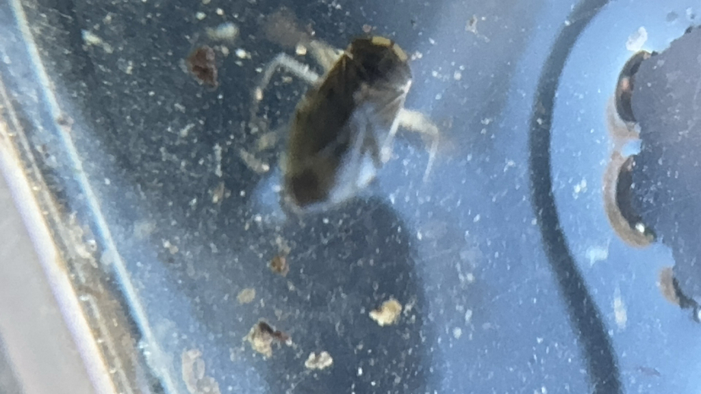 Micronecta from Herdsman on June 13, 2024 at 10:09 AM by nathanducker ...