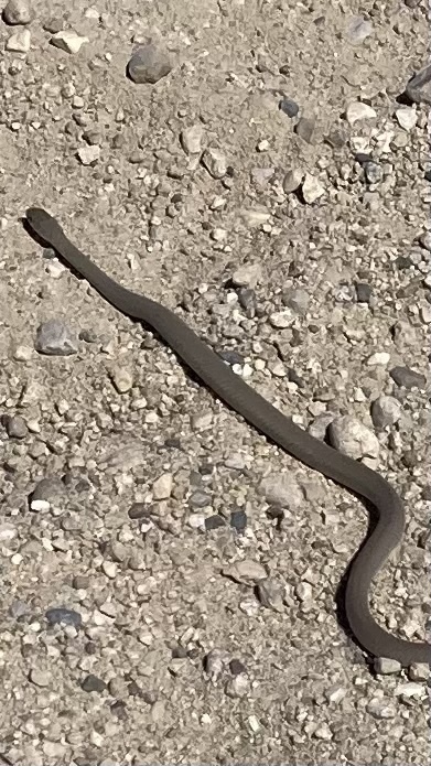 Western Yellow-bellied Racer from Morley Nelson Snake River Birds of ...