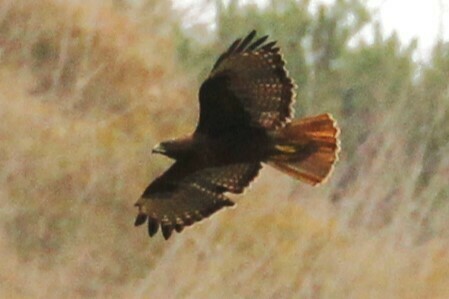 Western Red-tailed Hawk from Ensenada, B.C., México on June 9, 2024 at ...
