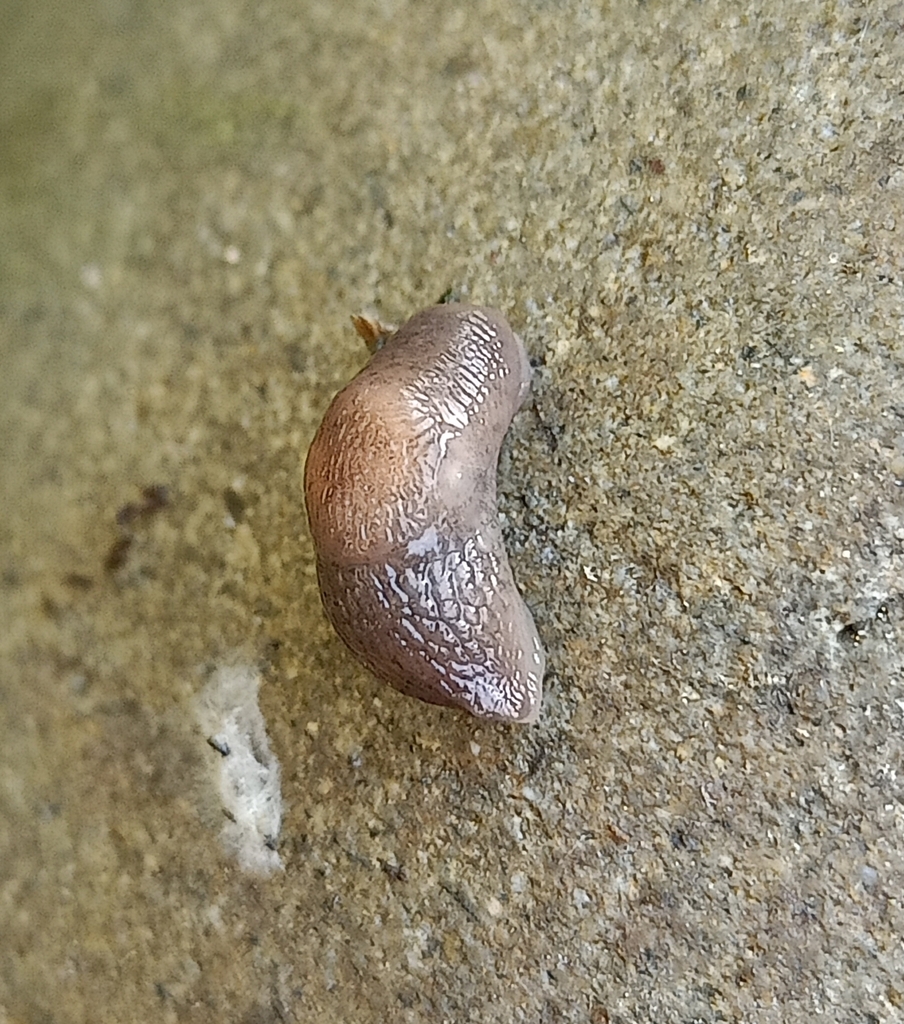 Smooth Land Slugs from Taradale, Napier, New Zealand on June 13, 2024 ...