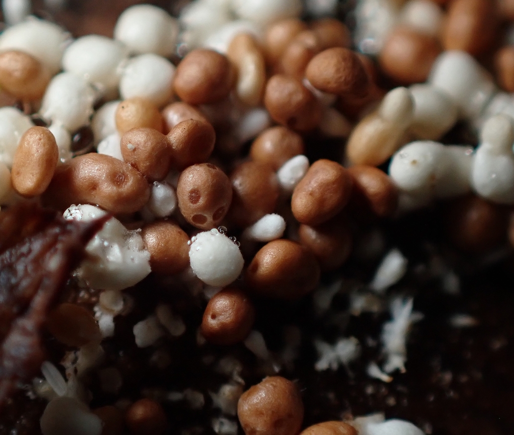 Agroathelia rolfsii from Q37J+HG9, Ton Pao, San Kamphaeng District ...