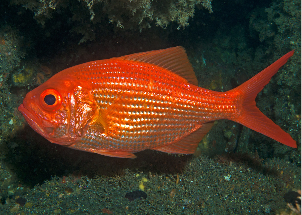Redfish (Centroberyx affinis) - Marine Life Identification