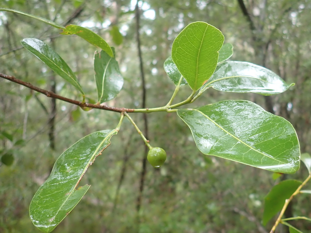 beach acronychia (Logan RE 12.2.7 Flora) · iNaturalist