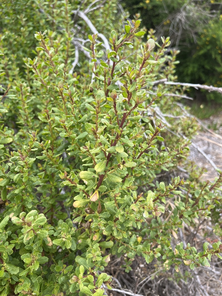 coyote brush from The Dunes on Monterey Bay, Seaside, CA, US on June 12 ...