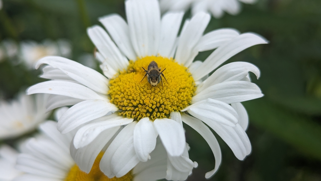 Alfalfa Leafcutter Bee from Montreal, QC H2K 3M4, Canada on June 11 ...