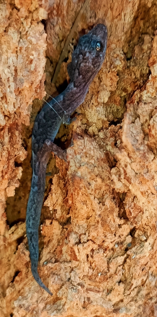 Southern Marbled Gecko from West Coolup WA 6214, Australia on June 13 ...