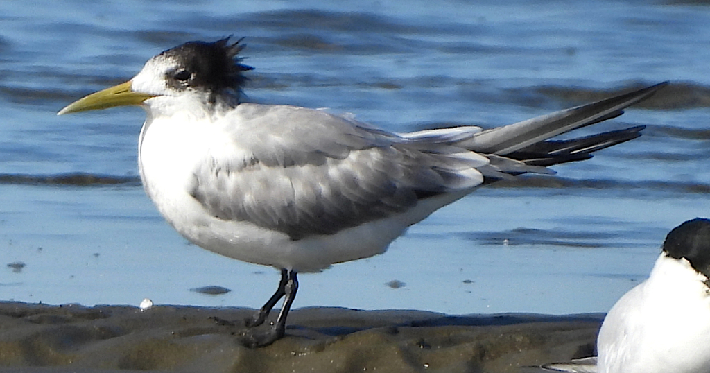 Eastern Great Crested Tern from Sandgate QLD 4017, Australia on June 13 ...