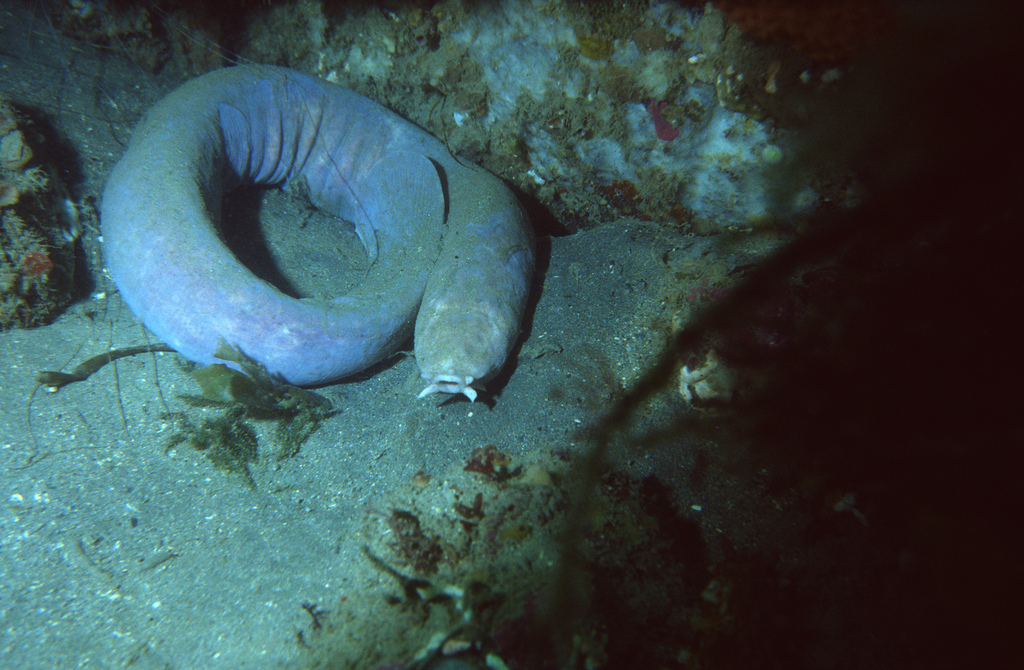 Broadgilled Hagfish from Wellington, New Zealand on March 3, 1984 by ...
