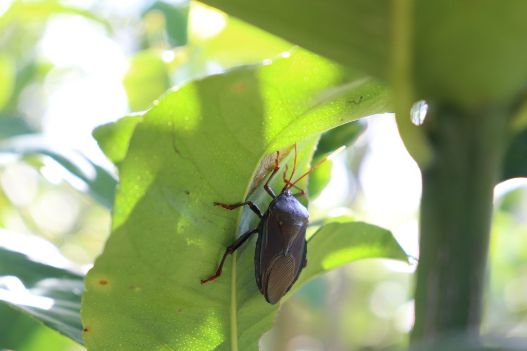 Bronze Orange Bug from Brisbane QLD, Australia on October 25, 2020 at ...
