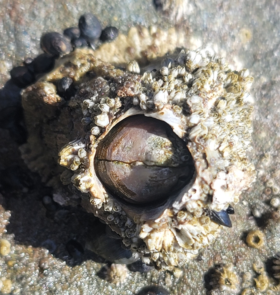 Thatched Barnacle from Forks, WA 98331, USA on June 12, 2024 at 02:11 ...