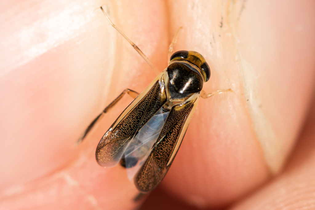 Cymatia rogenhoferi from Кумторкалинский р-н, Респ. Дагестан, Россия on ...