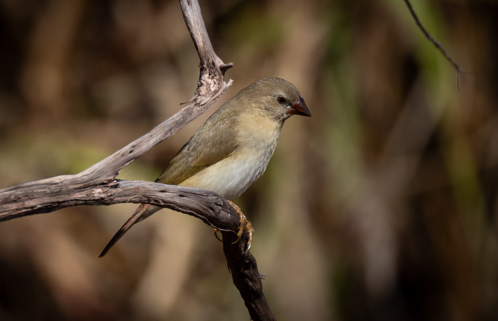 Star Finch from Wyndham WA 6740, Australia on June 3, 2024 at 08:50 AM ...