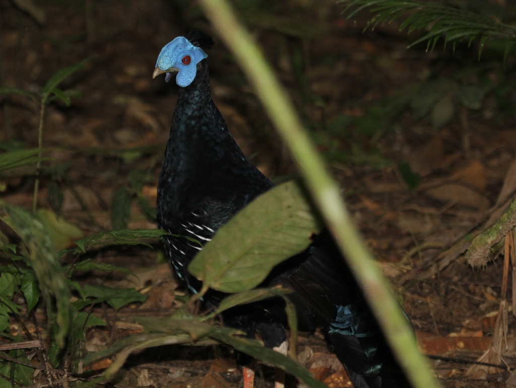Malayan Crested Fireback in January 2014 by cirolana · iNaturalist