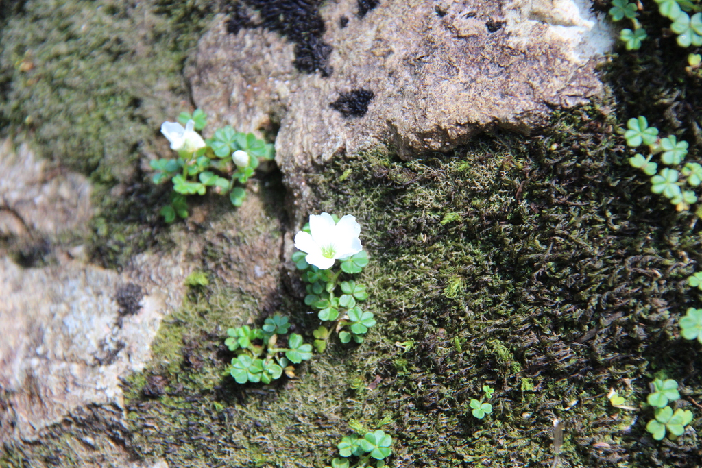 snowdrop woodsorrel from Montezuma Falls, Rosebery TAS 7470, Australia ...
