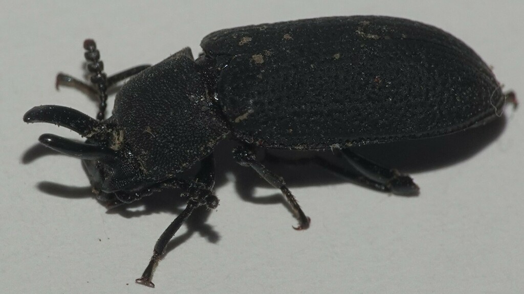 Cryphaeus from Eternity on June 11, 2024 at 01:18 PM by Dinesh Sharma ...