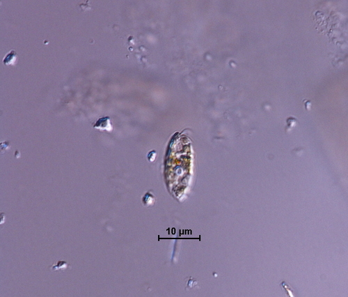 Phacus parvulus · iNaturalist Ecuador