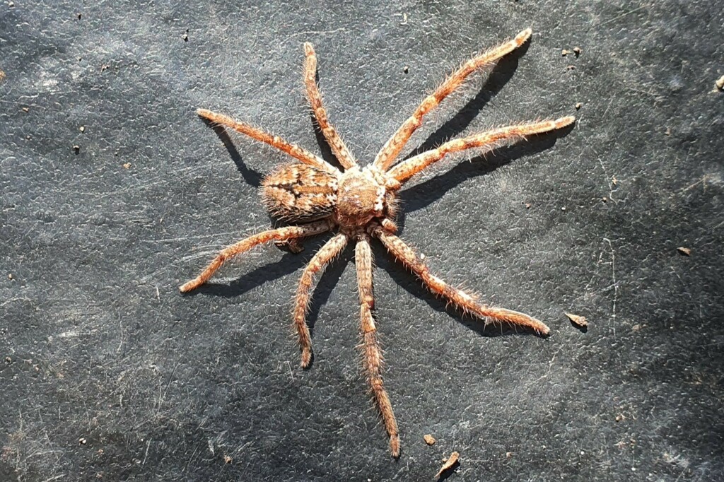 Victorian Huntsman Spider from Melbourne VIC, Australia on May 31, 2024 ...