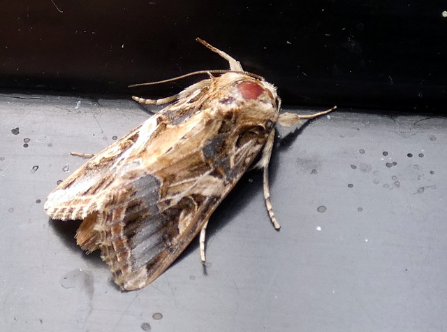 Armyworm Moths from Vientiane, Laos on June 13, 2024 at 07:35 AM by ...