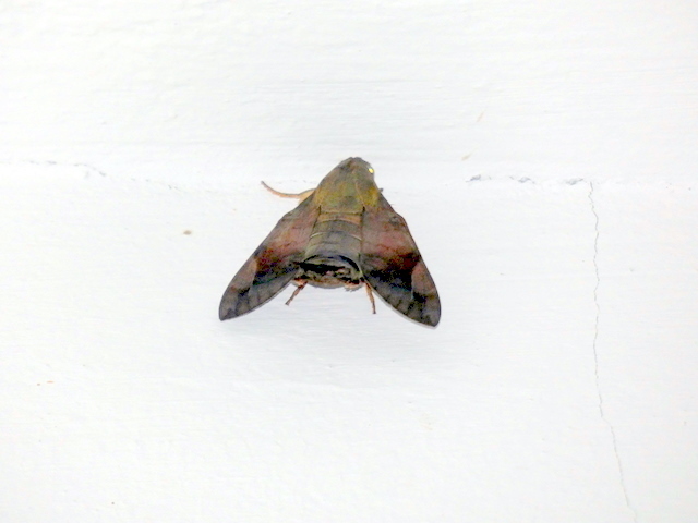 Hummingbird Hawkmoths from Vientiane, Laos on June 13, 2024 at 07:38 AM ...