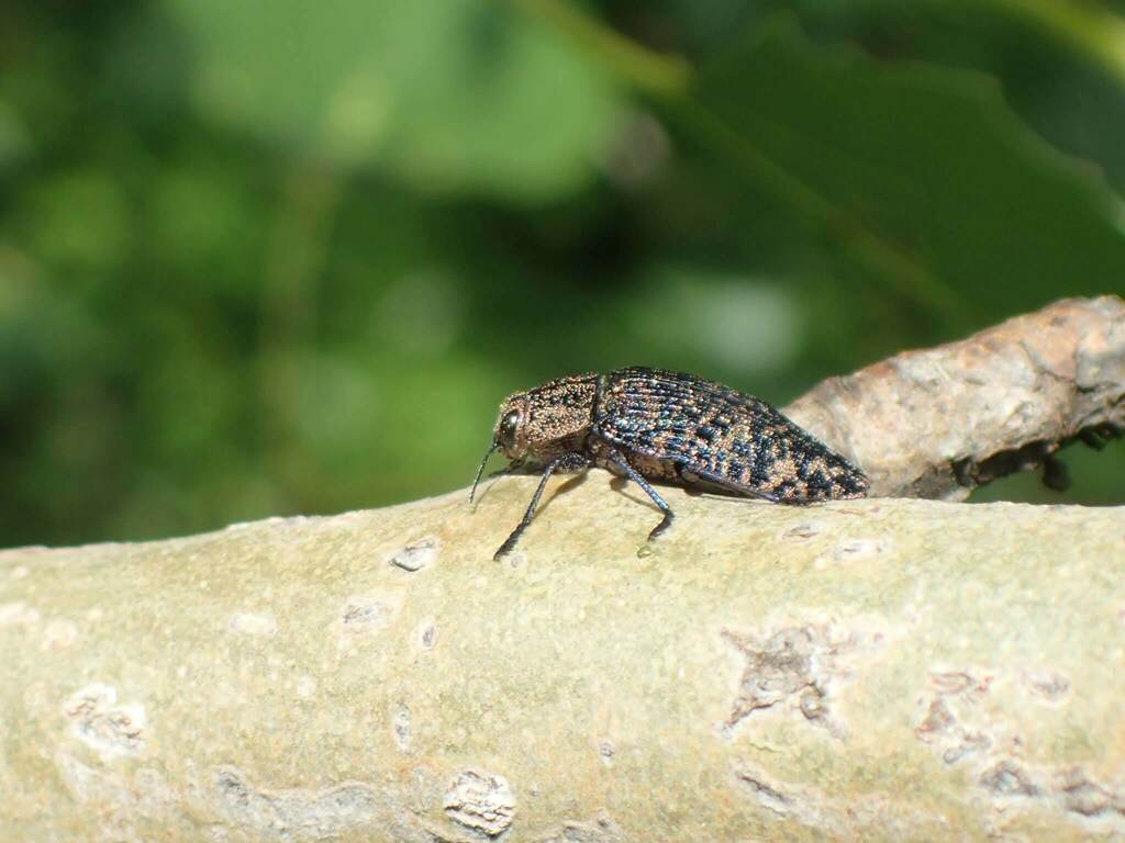 Poecilonota variolosa chinensis in June 2018 by renshuchu · iNaturalist