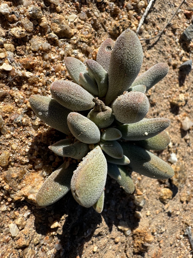 Crassula namaquensis from Koeboegas Street, Springbok, NC, ZA on June ...