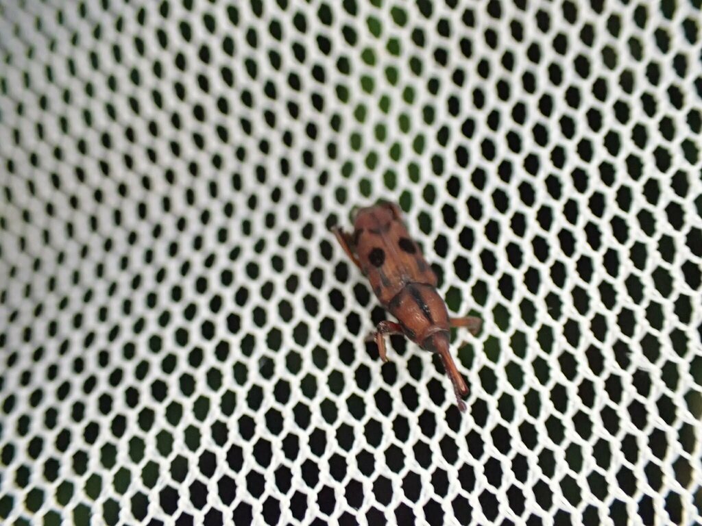 Aplotes roelofsi in July 2018 by renshuchu · iNaturalist