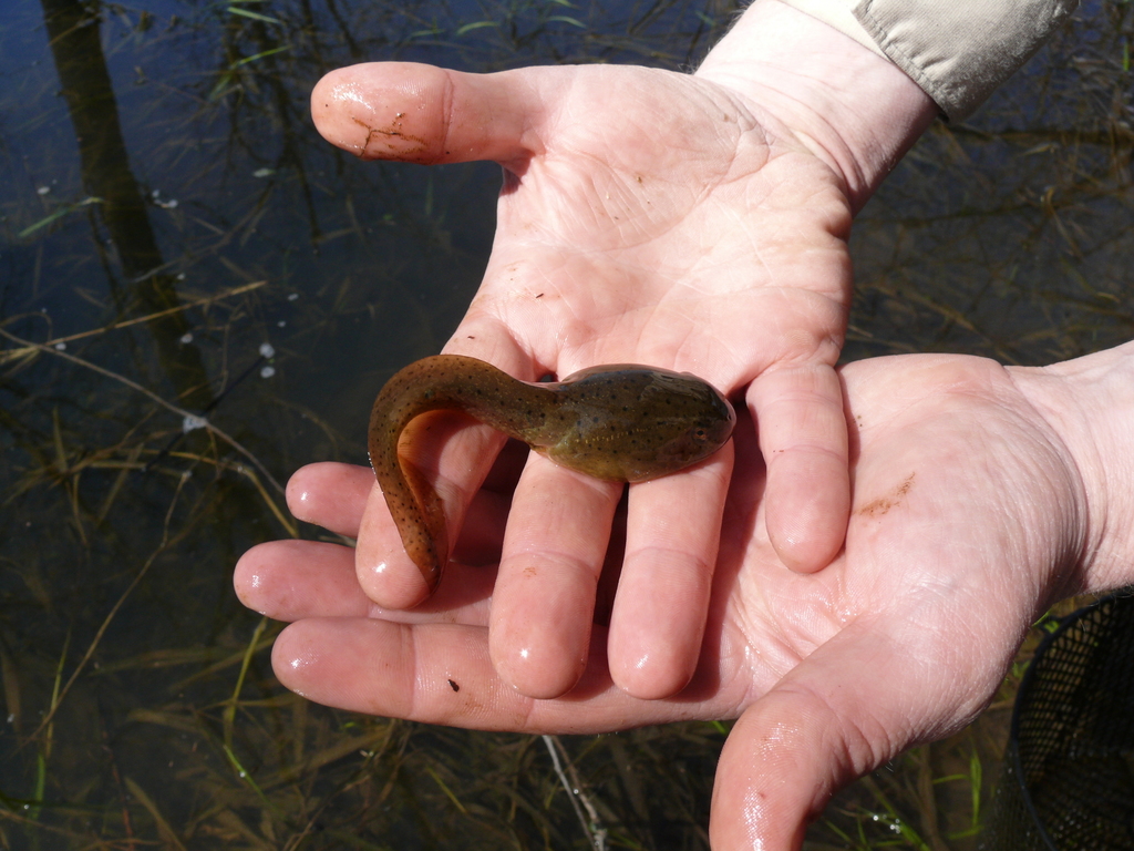 American Bullfrog from Clinton, OH, USA on April 02, 2008 at 10:37 AM ...