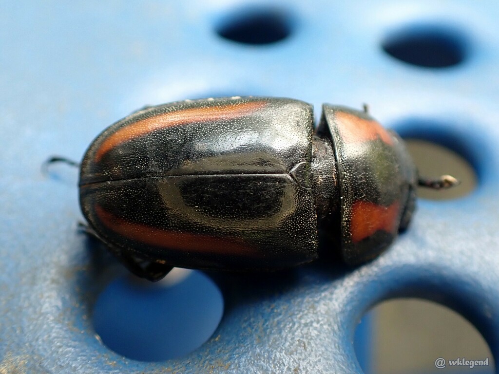 Prosopocoilus biplagiatus from Lam Tin, Hong Kong on June 13, 2024 at ...